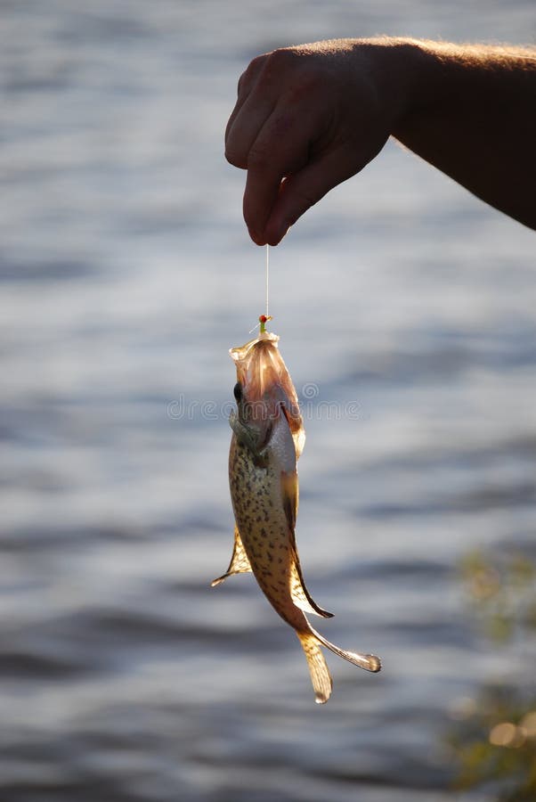 Cooking Fish Over Open Fire Stock Photo - Image of bass, freshwater ...