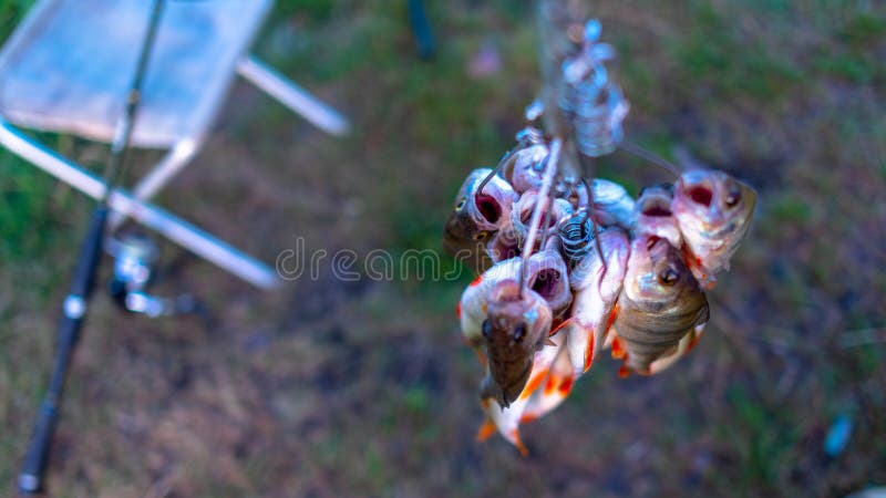 Caught Perch Anglers on Fish Stringer Face Down Stock Photo - Image of ...
