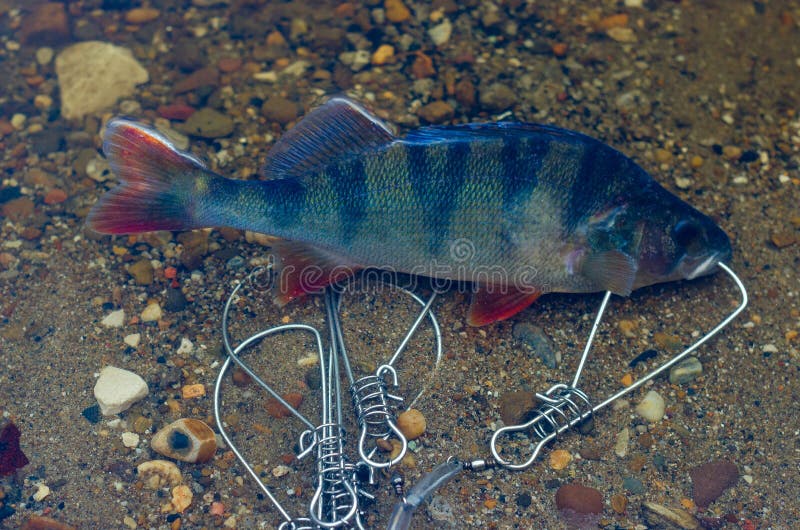 Caught Perch in Fish Stringer in Clear Water Floats Over the Rocks ...