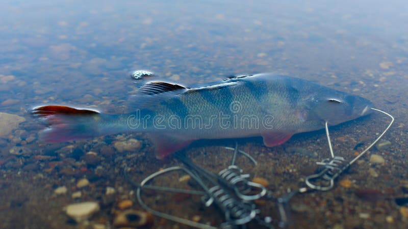 Caught Perch in Fish Stringer in Clear Water Floats Over the Rocks at ...