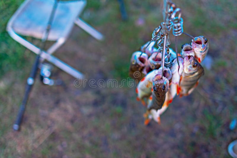 Caught Perch on a Fish Stringer Face Down on a Grass Background on a ...