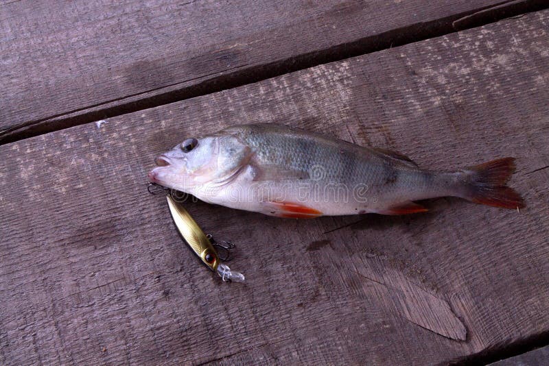 Caught Perch. Hard Lure and Fish. Stock Photo - Image of fresh, gear ...