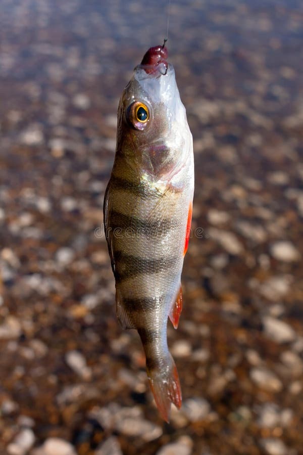 Caught perch stock photo. Image of tail, earthworm, water - 42736712
