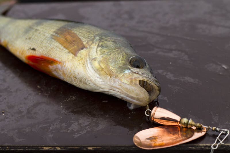 Caught Perch on Spinners in Nature Stock Photo - Image of summer, human ...