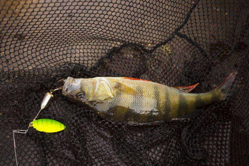 Caught Perch Spinners Nature Stock Photos - Free & Royalty-Free Stock ...