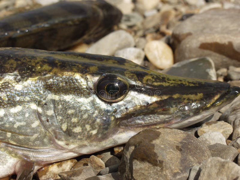 Caught Pike Fish on the Shore Stock Photo - Image of fish, river: 186100582