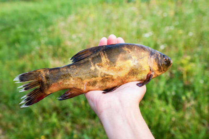 Raw tench stock image. Image of swimming, yellow, golden - 21094741