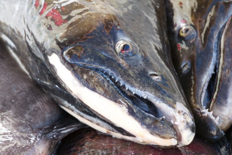 Caught Salmon Fresh Fish stock photo. Image of seafood - 42407144