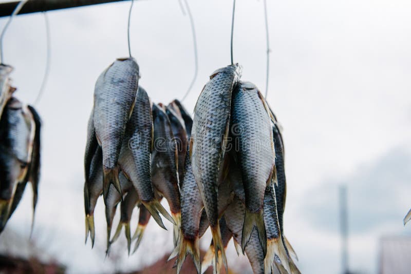 Caught Salted Fish Dried in the Open Air Stock Photo - Image of ...