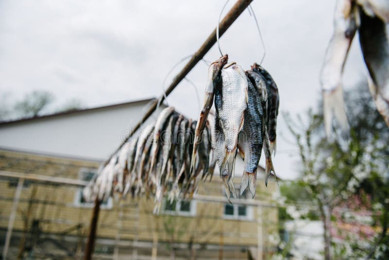 Caught Salted Fish Dried in the Open Air Stock Photo - Image of seafood ...