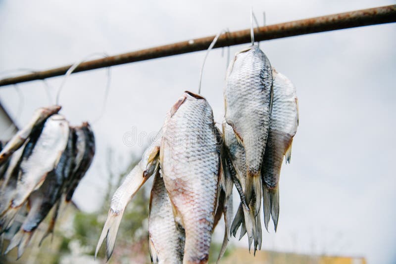 Caught Salted Fish Dried in the Open Air Stock Image - Image of ...