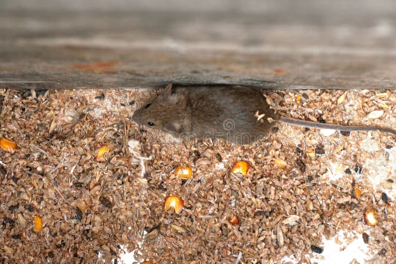 Caught a Field Mouse in a Metal Box is Trying To Get Out and Run Stock ...