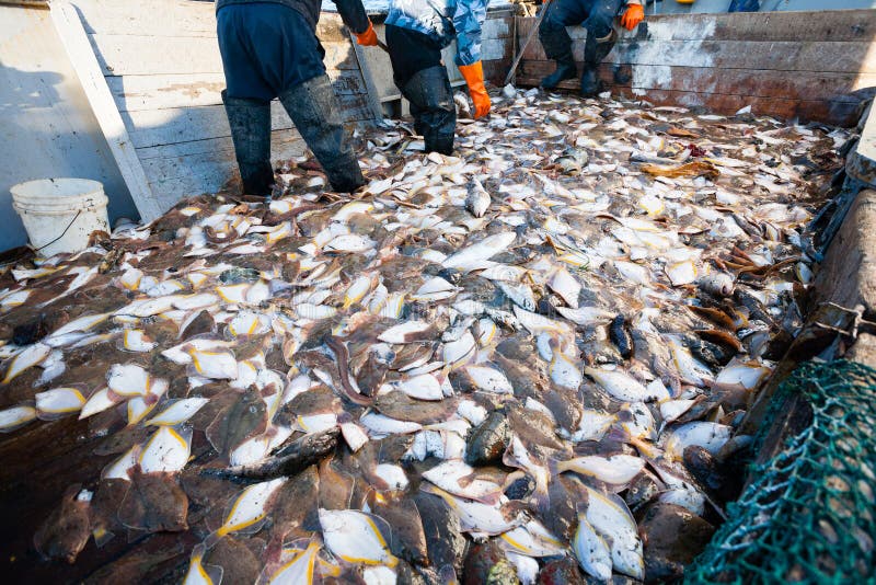 Caught Sea Fish on the Deck of a Fishing Ship Stock Photo - Image of ...