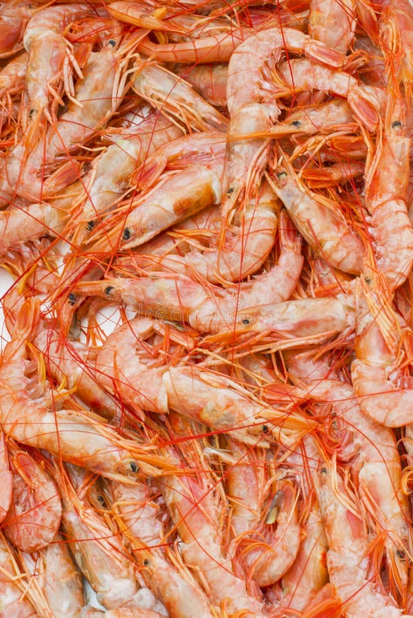 Caught shrimp stock image. Image of macro, food, close - 47076873