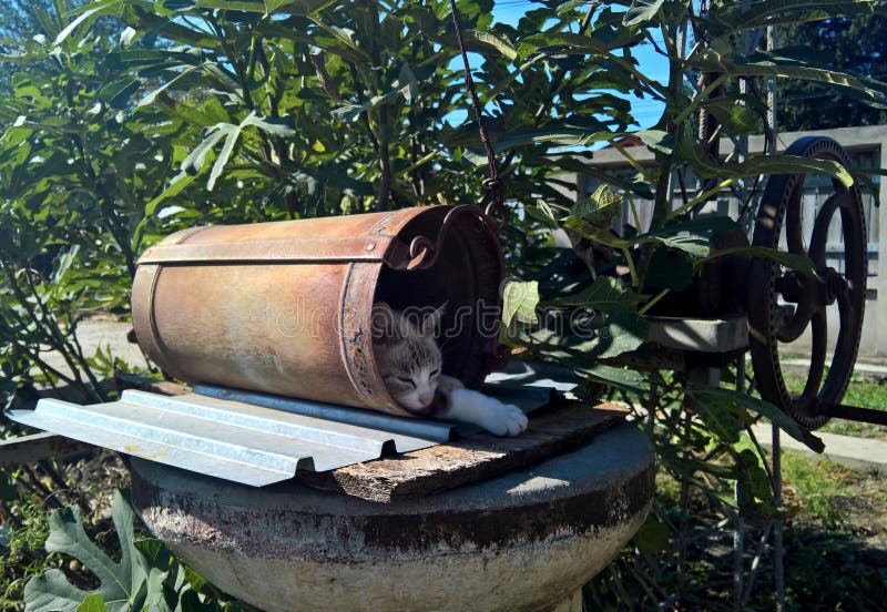 Cat Caught Sleeping in the Water Well Bucket Stock Photo - Image of ...