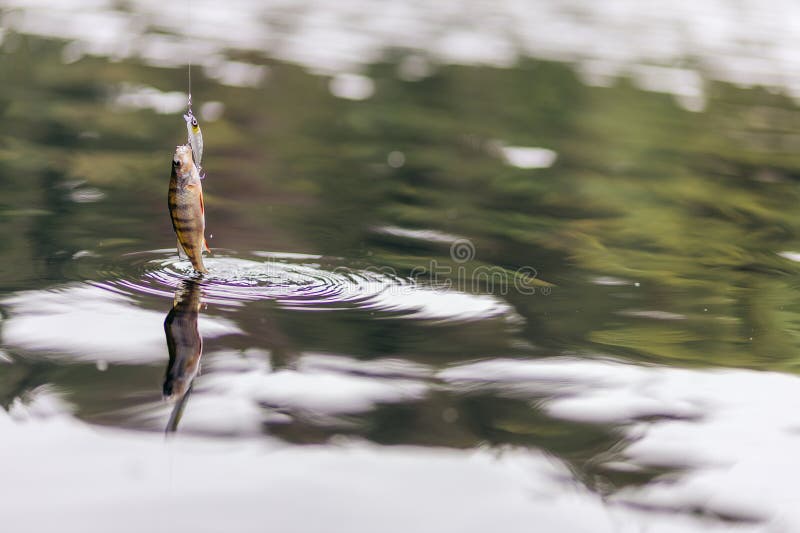 Caught Small Perch Hanging from the Lure Touching the Water Surface ...
