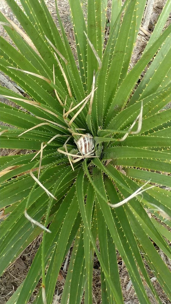 Weeds stock image. Image of tangled, caught, talngled - 101673297