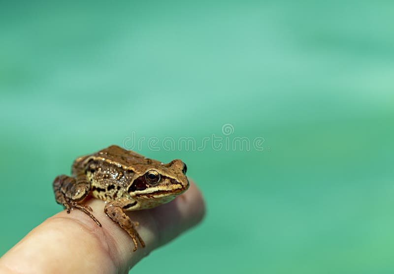 Frog Thumb Up Stock Photos - Free & Royalty-Free Stock Photos from ...