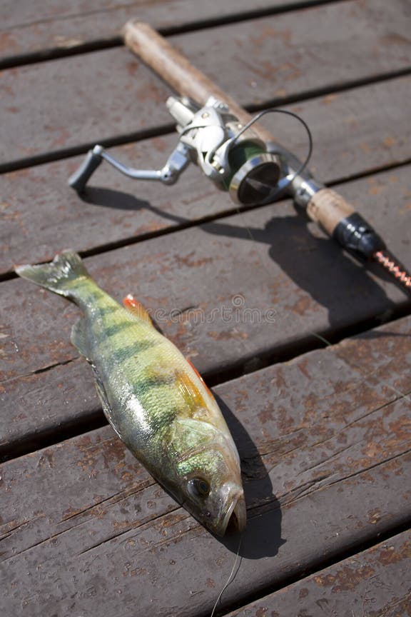 Caught Yellow Perch (Perca Flavescens) on a Dock Stock Image - Image of ...