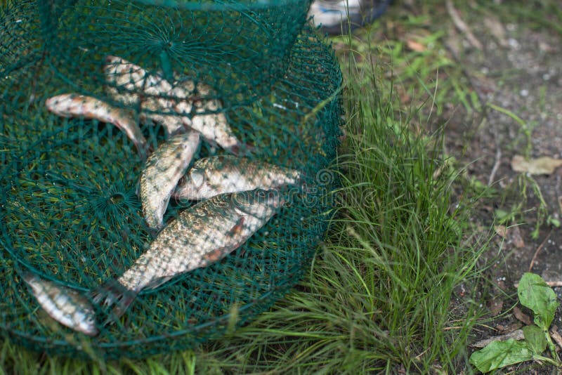 Caughted crucian carp stock image. Image of fisherman - 74817429