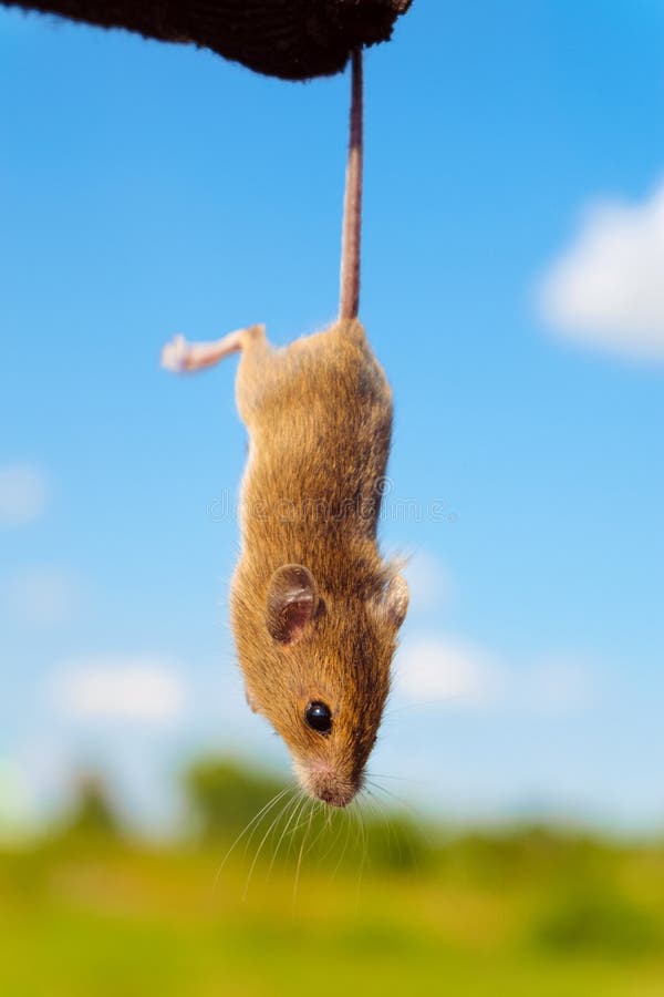 Caughted Live Mouse. Farmer Holding a Field Mouse by the Tail Stock ...