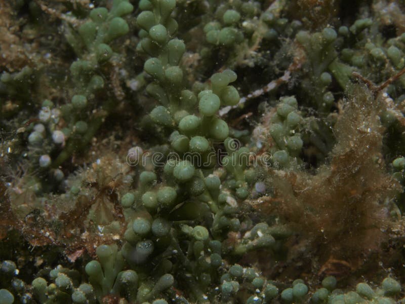 Caulerpa racemosa algae stock photo. Image of caulerpa - 26615296