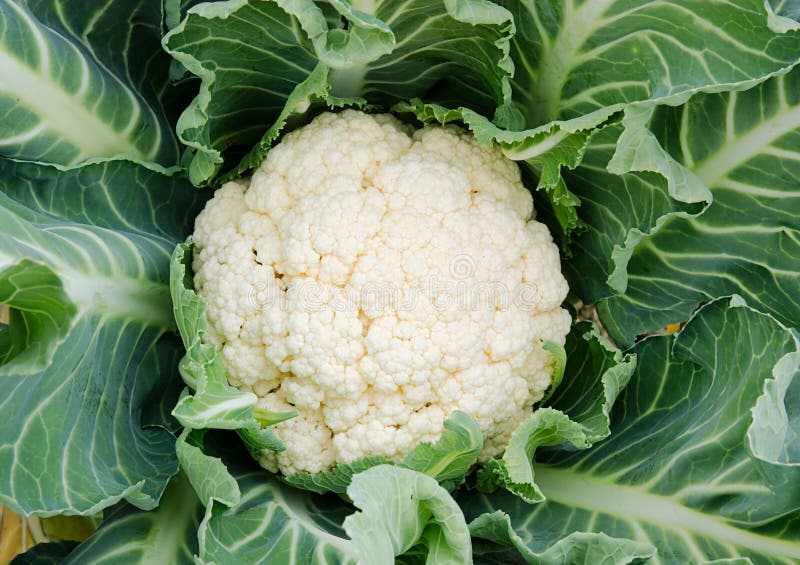 Cauliflower stock photo. Image of supper, leaf, farm, home - 14656