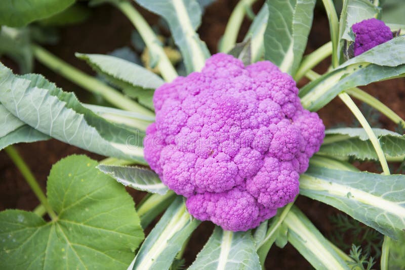 Cauliflower Colored Purple in Garden Stock Image - Image of purple ...