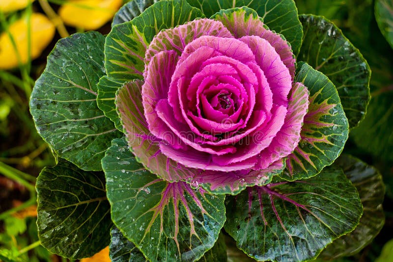 1,625 Pink Cauliflower Stock Photos - Free & Royalty-Free Stock Photos ...