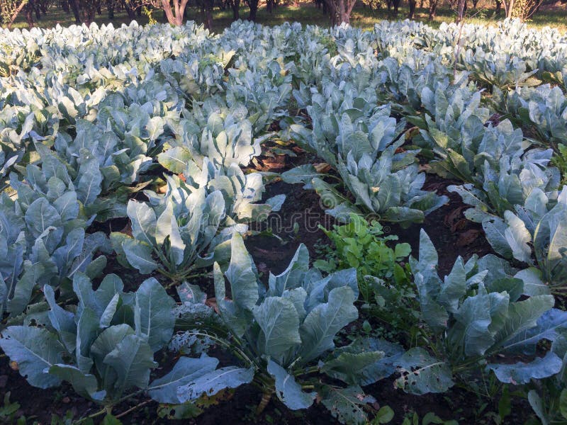 Cauliflower Crop Growing in the Farmland Stock Photo - Image of farm ...