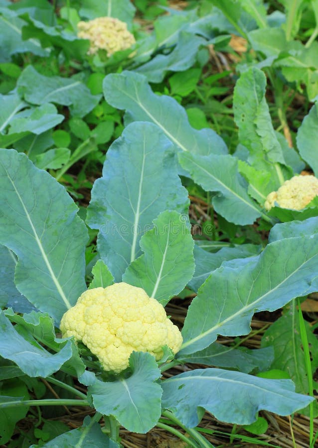 Cauliflower in the Cultivation Farm Stock Image - Image of blooming ...