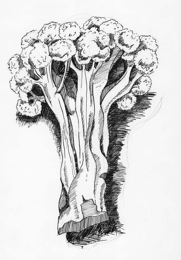 Cauliflower stock illustration. Illustration of cauliflower - 31122271