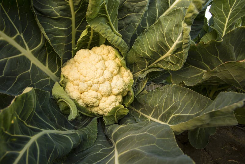 Cauliflower Field stock image. Image of vegetables, farming - 89747711