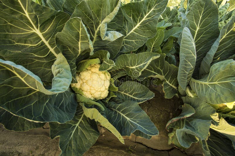 Cauliflower Field stock photo. Image of cauliflower, garden - 89747772