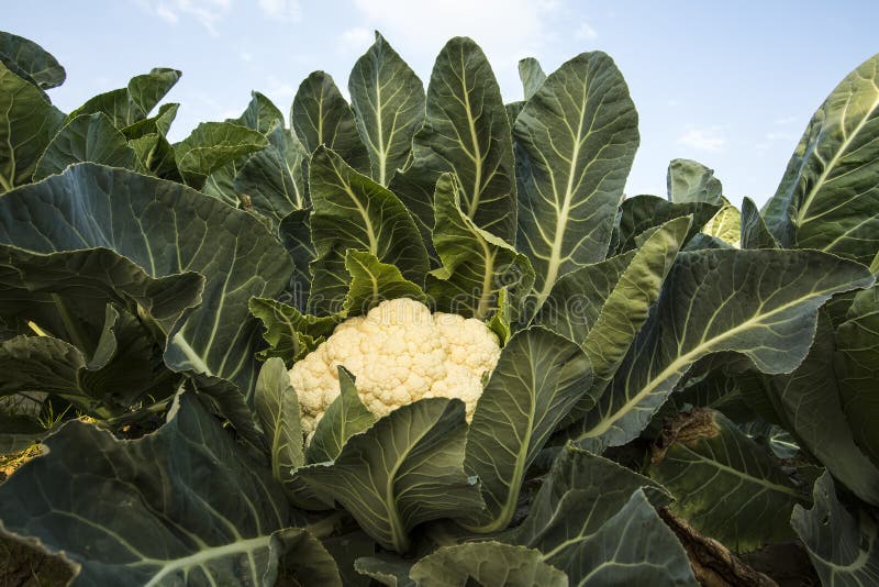Cauliflower Field stock photo. Image of field, branch - 89749004