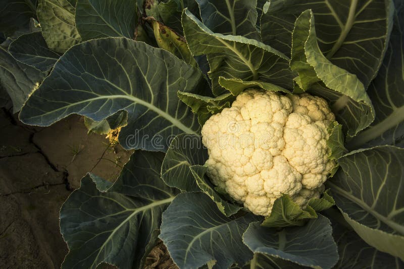 Cauliflower Field stock photo. Image of green, field - 89747930