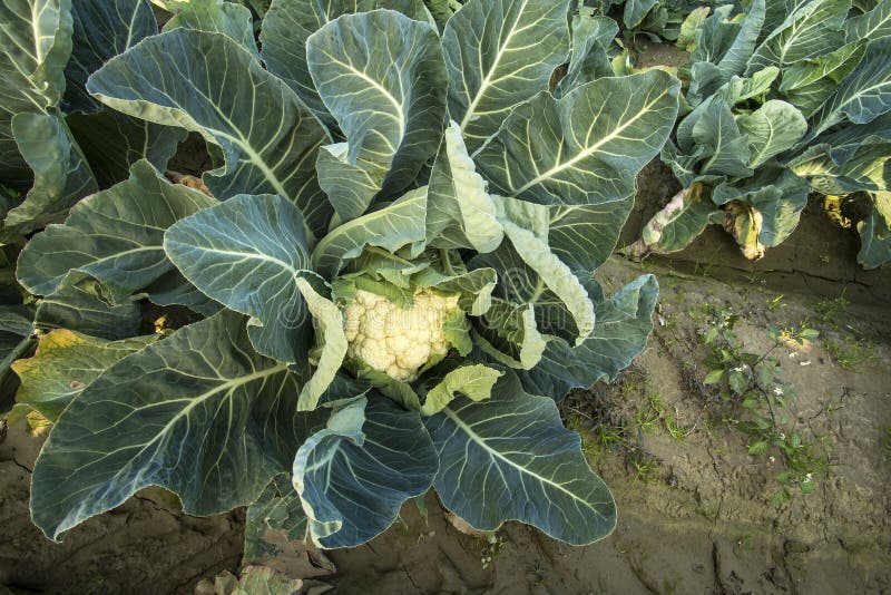Cauliflower Field stock image. Image of farmer, agriculture - 89748743