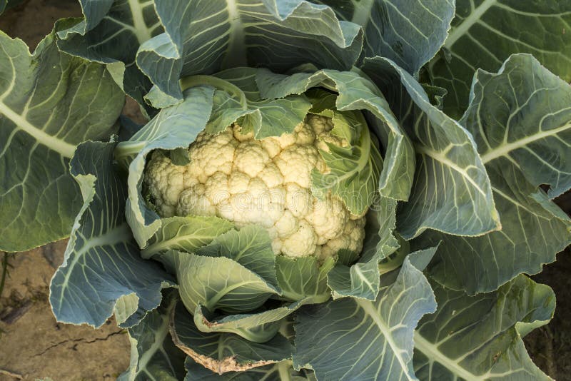 Cauliflower Field stock photo. Image of field, branch - 89749004