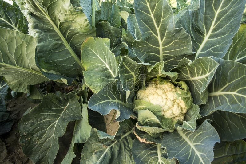 Cauliflower Field stock photo. Image of field, branch - 89749004