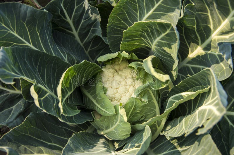 Cauliflower Field stock photo. Image of field, branch - 89749004