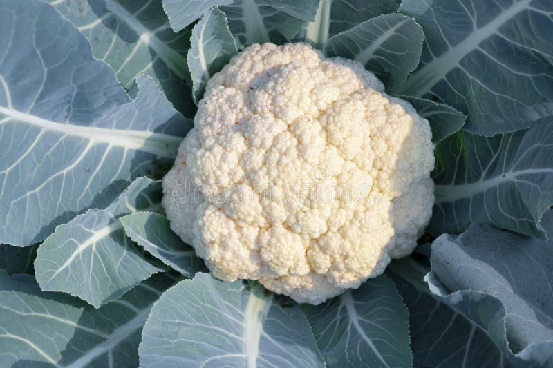 Cauliflower on the Field. Cauliflower Close Up. Stock Photo - Image of ...