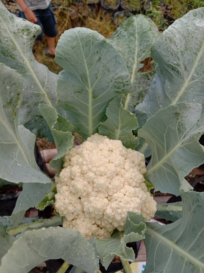 Cauliflower stock photo. Image of gardening, tree, growth - 261007740