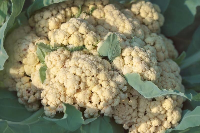 Cauliflower Fresh from the Tree Organic Cauliflower Stock Photo - Image ...