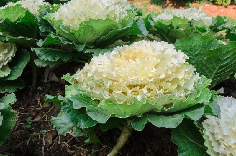 Cauliflower stock photo. Image of agriculture, natural - 51347402