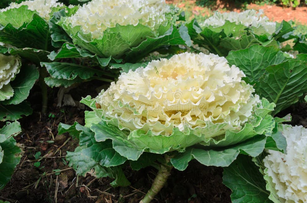 Cauliflower stock photo. Image of agriculture, natural - 51347402