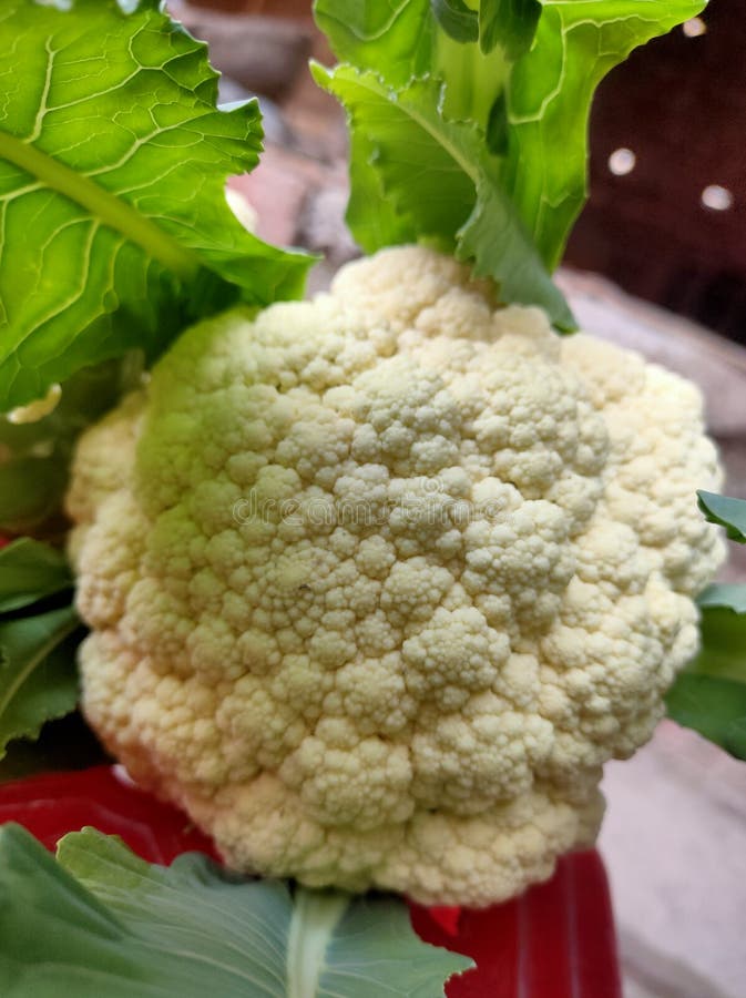 Cauliflower Green Beautiful Organic Vegetables Stock Image - Image of ...