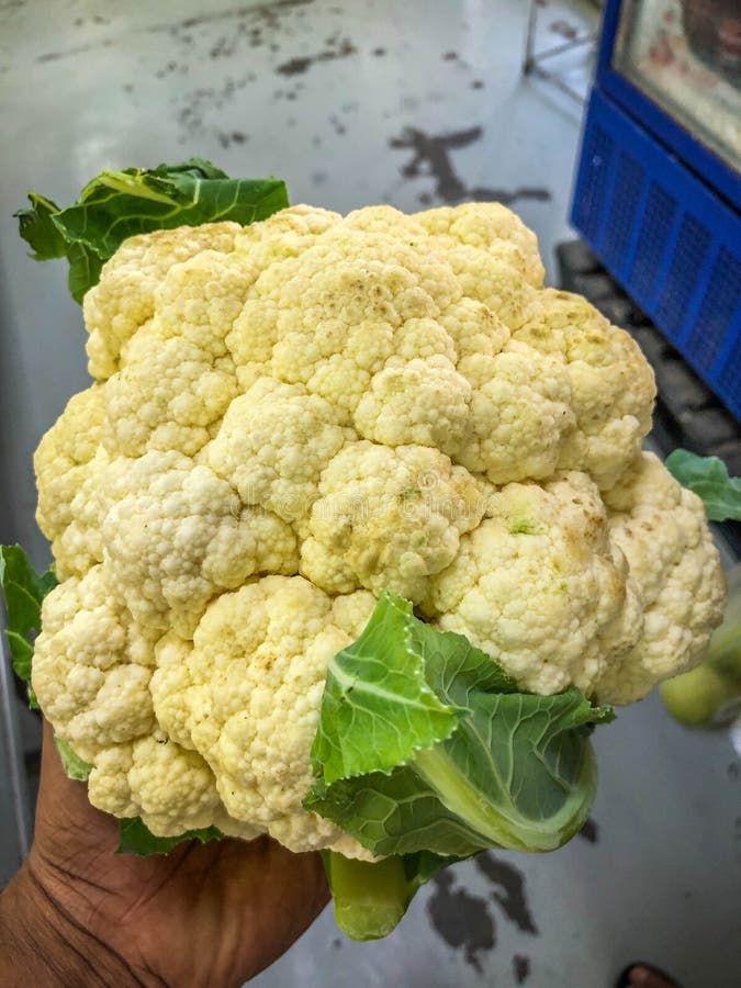 Cauliflower in Hand Fresh from the Farm Stock Image - Image of food ...