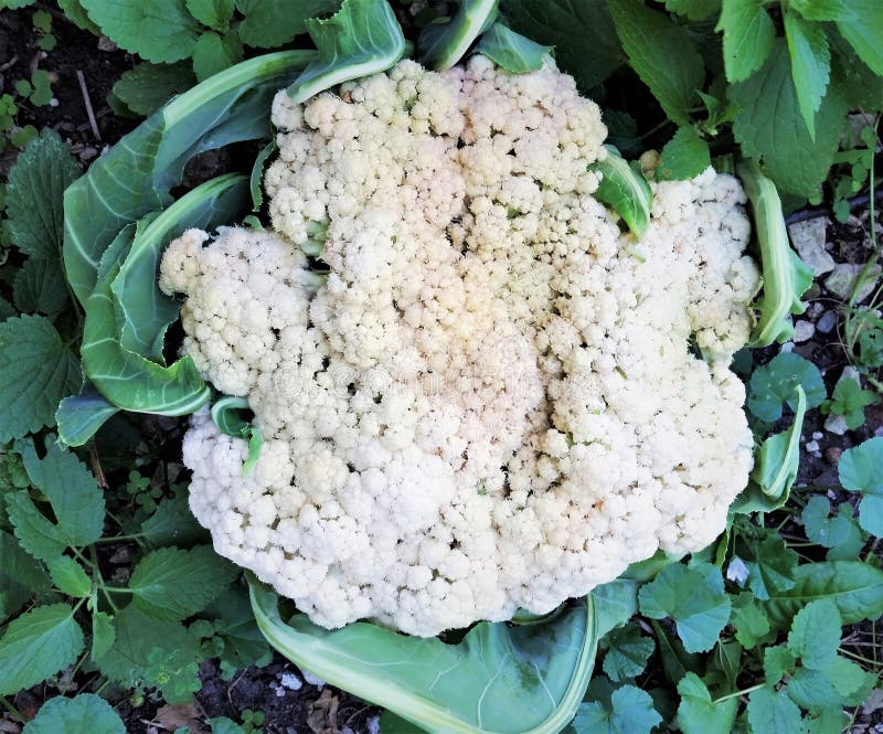 Cauliflower Head. Organic Cauliflower Growing in Summer with Leaves ...