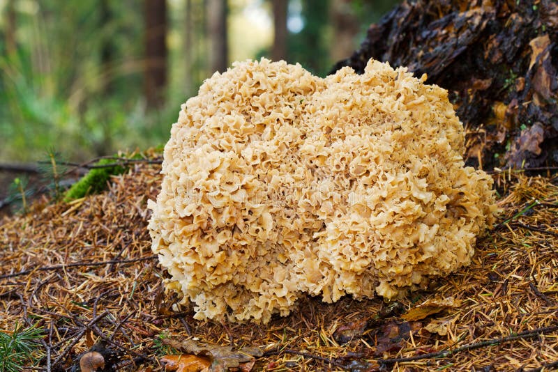 Cauliflower mushroom stock photo. Image of needles, fall - 34931696