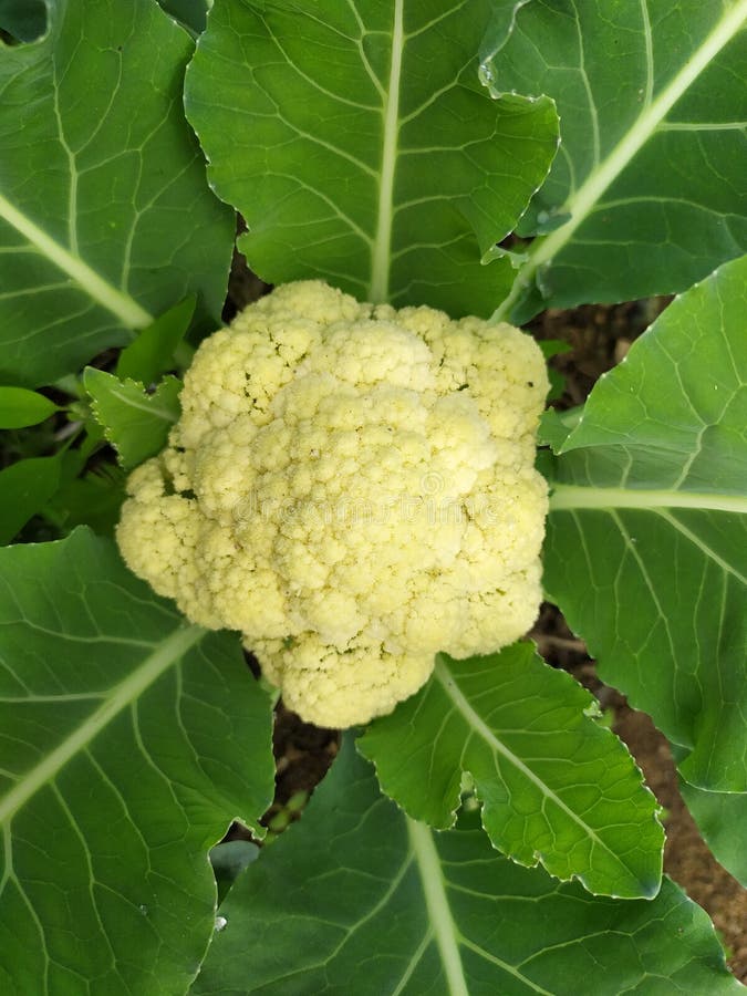 This is Cauliflower No Brokly Stock Photo - Image of green, beauty ...